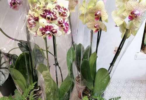 Орхидея фаленопсис и Папоротники