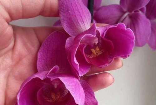 Орхидея фаленопсис пелор бабочка