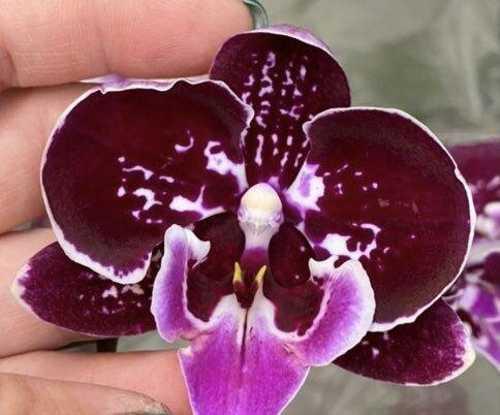 Орхидея фаленопсис биглип ox purple fairy