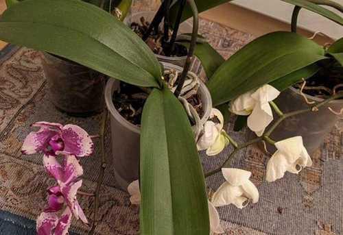 Орхидеи сортовые