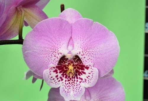 Орхидея Phal. YH06116