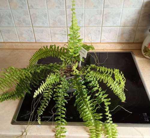 Папоротник нефролепис Tiger fern