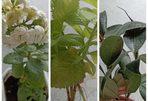 Комнатные растения цветы