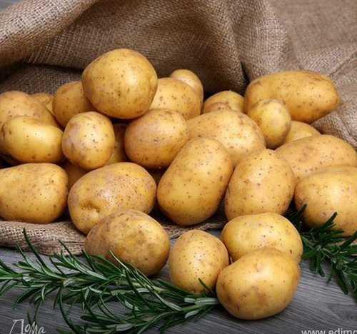 Крупный картофель