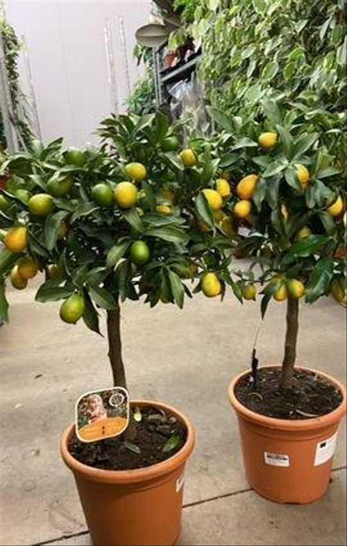 Мандариновое дерево с плодами/ Кумква премиум