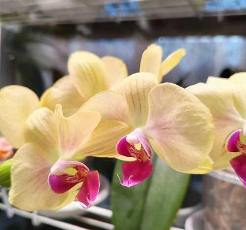 Орхидея фаленопсис