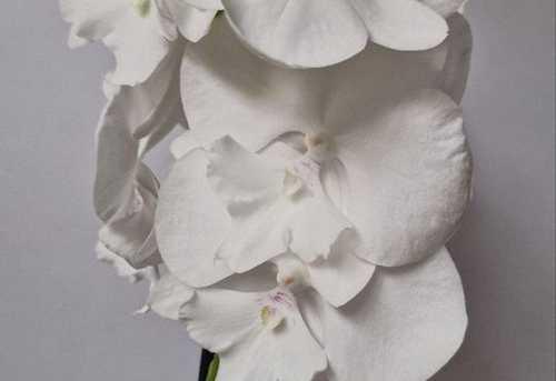 Орхидея бнлый биглип