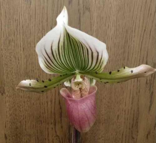 Орхидея пафиопедилум башмачок colossum