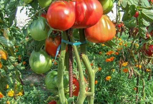 Семена крупного томата Лигурия