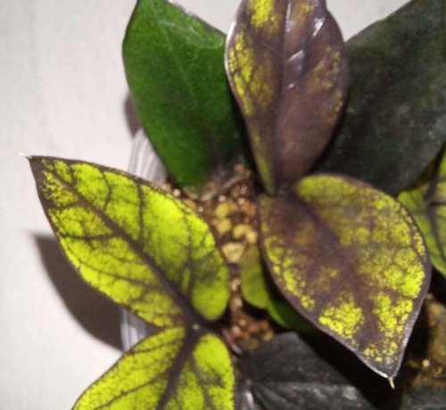 Замиокулькас variegated Emerald Black