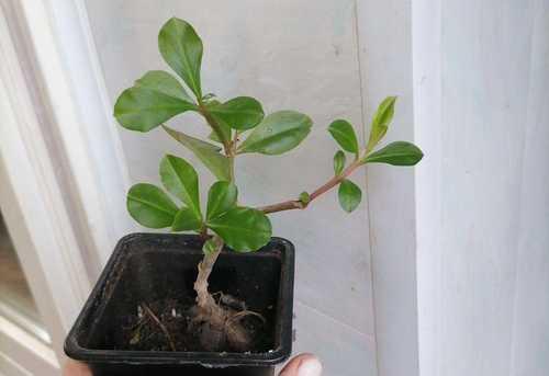 Таллинум метельчатый