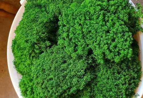 Вечно зеленый мох для кашпо панно интерьер