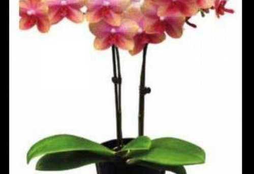 Орхидея фаленопсис детка продажа или обмен