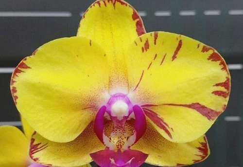 Орхидея Фаленопсис Sweet Girl