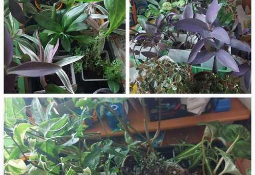 Комнатные растения адаптированные для дома