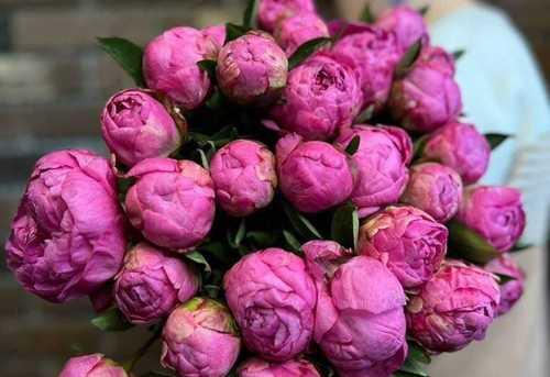 Розовые пионы цветы