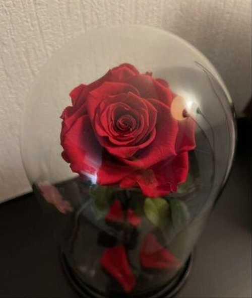 Роза подарок