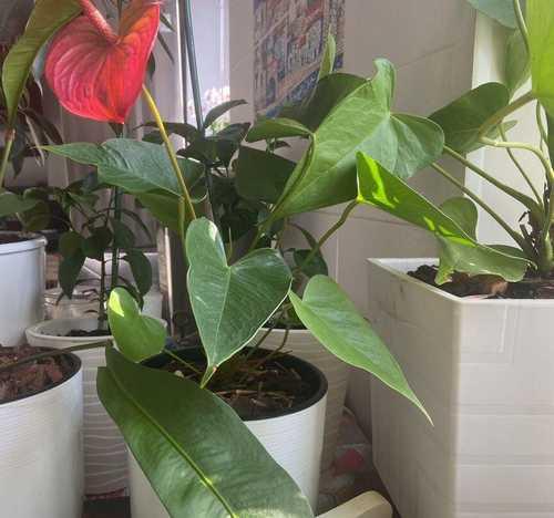 Anthurium Adios Dark Red,цветущее растение