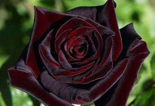 Саженцы розы чёрный принц