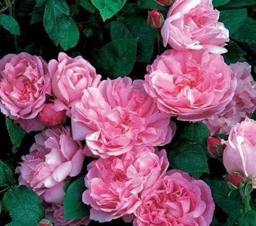Роза английская кустовая Мэри Роуз