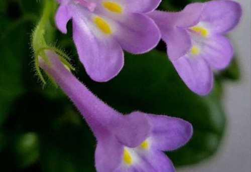 Примулина хошиенсис Primulina hochiensis