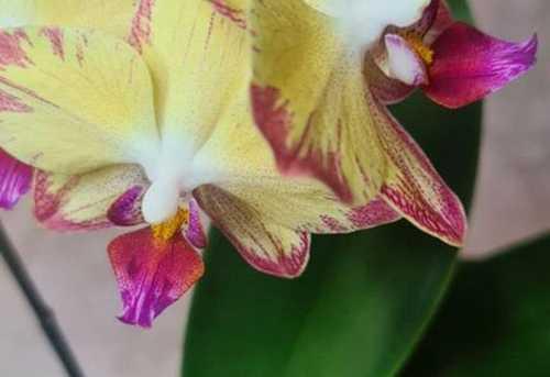 Орхидея фаленопсис Папагайо (Papagayo)