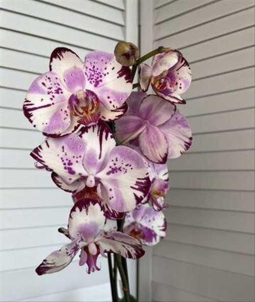 Орхидея фаленопсис Меджик арт