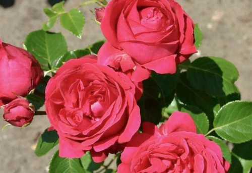 Красивые саженцы роз "эрик таберли" оптом
