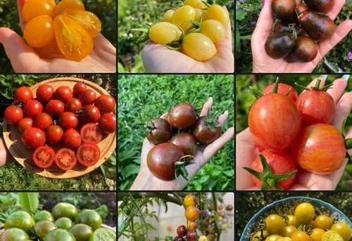 Набор семян томатов "Детский"