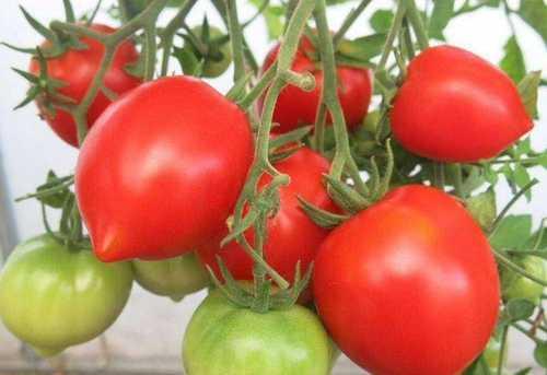 Семена необычных томатов
