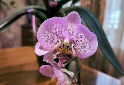 Орхидеи домашние, взрослые