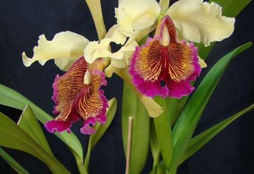 Орхидея каттлея Dowiana