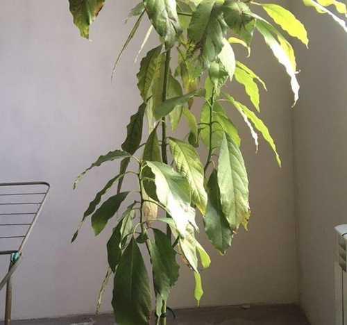 Авокадо дерево 1,6 м