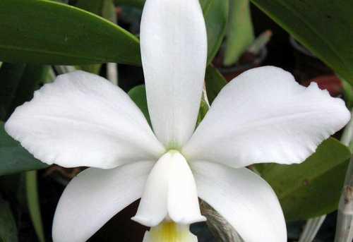 Орхидея каттлея violacea var. alba sib