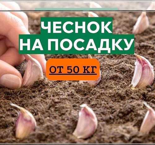 Чеснок озимый на посадку