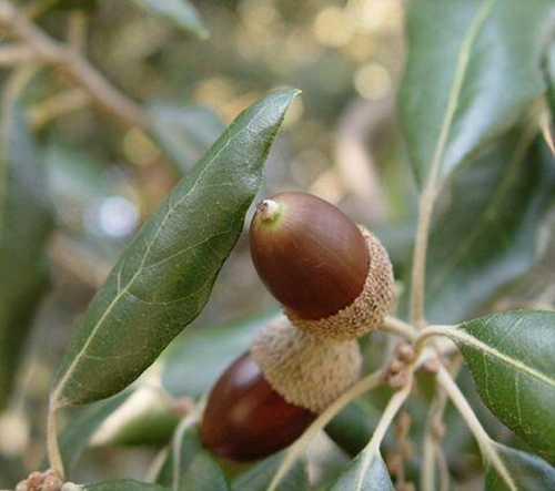 Семена желуди Дуб каменный (лат. Quercus ilex)