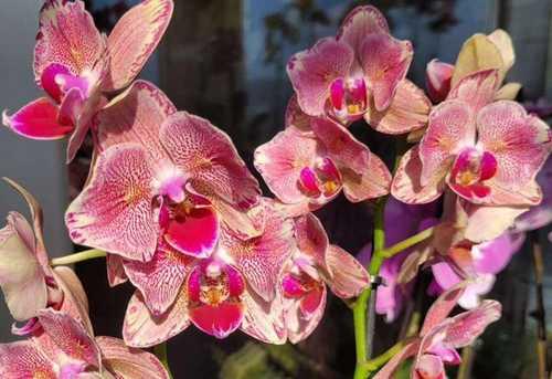 Орхидея фаленопсис пират бабочка