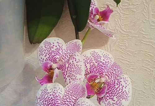 Орхидея Пандора цветущая