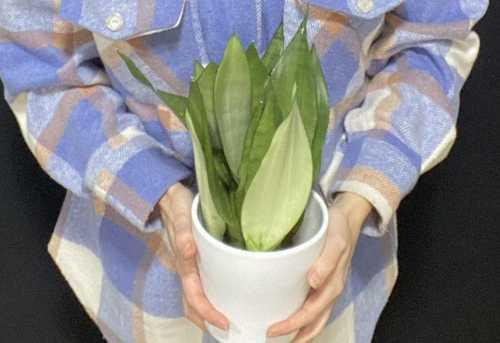 Сансевиерия Муншайн 9/29 Sansevieria Trifasciata M