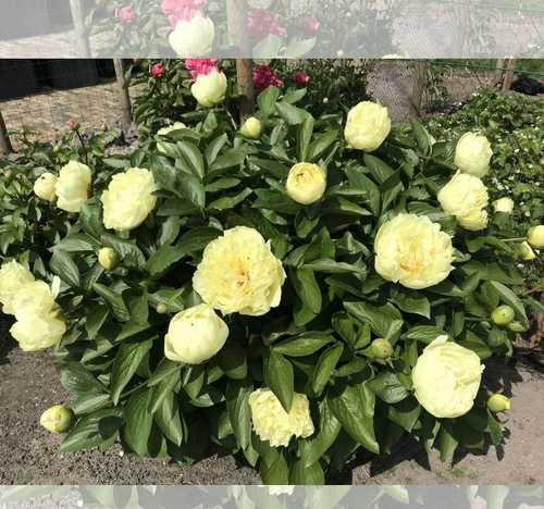Пионы корни Лемон Шифон
