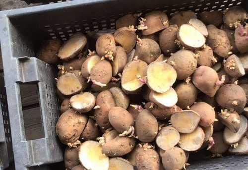 Картофель на семена,цена за килограмм