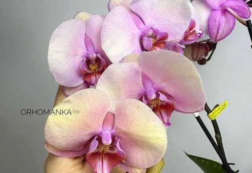 Орхидея фаленопсис Зефирка