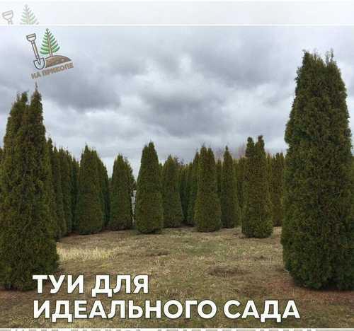 Туя смарагд с доставкой на участок