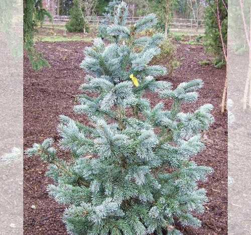 Picea engelmannii Blue Harbor 25-30см