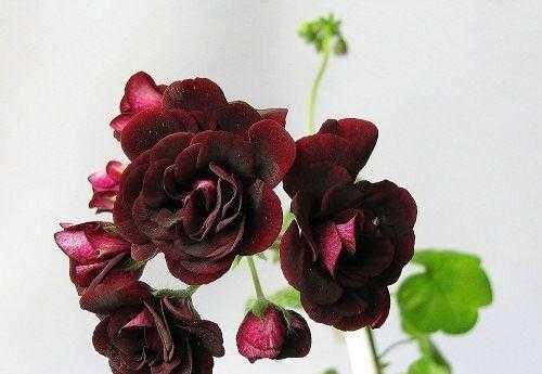 Пеларгония royal black rose