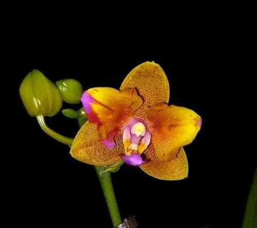 Орхидея Phal. Lioulin Orange (peloric - 2 eyes)