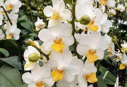 Орхидея фаленопсис Phal.Liu's Triprince 'PYL'