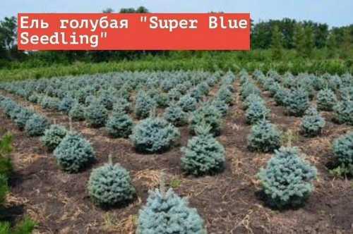 Ель голубая Super Blue Seedling /С5 30-40 см