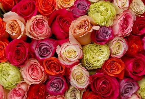 Роза. Букет из роз. Цветы и Букеты с доставкой