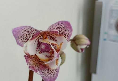 Орхидея фаленопсис Leopard princess